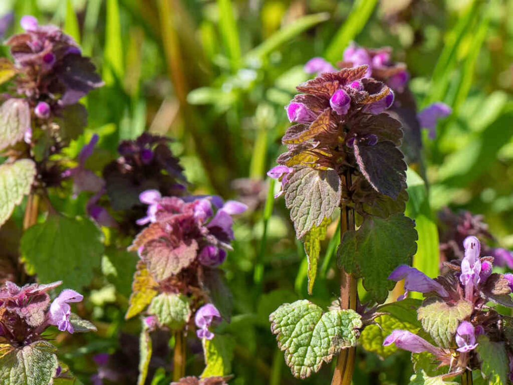 3 Spring Medicinal "Weeds" to Harvest in Your Backyard - Centennial ...